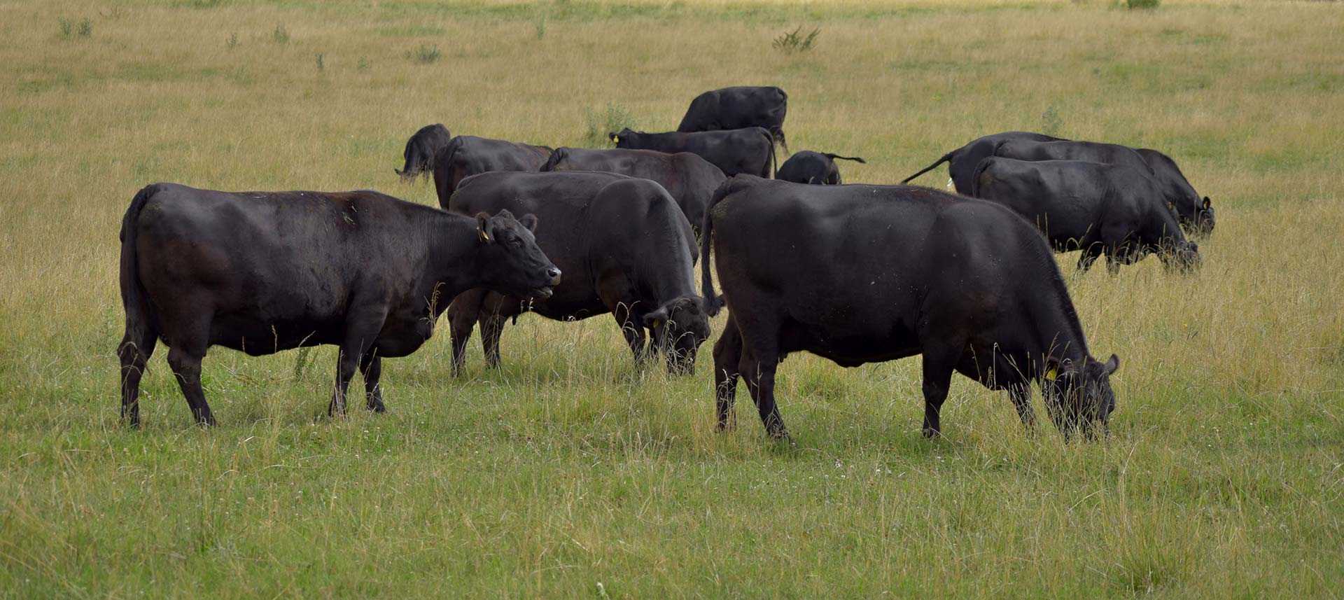 Exploring the Benefits of Grass-Fed and Finished Beef – Kauboi Natural Beef